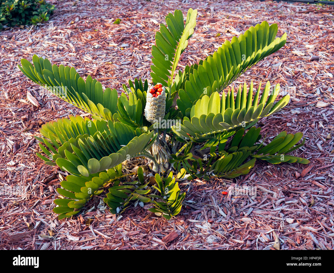 Female Cardboard Palm or Cyad Zamia furfuracea germinating and ...