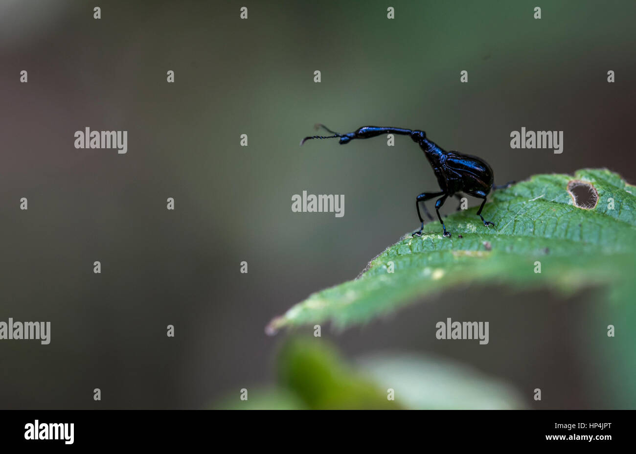 A male giraffe weevil in rainforest of Madagascar Stock Photo - Alamy