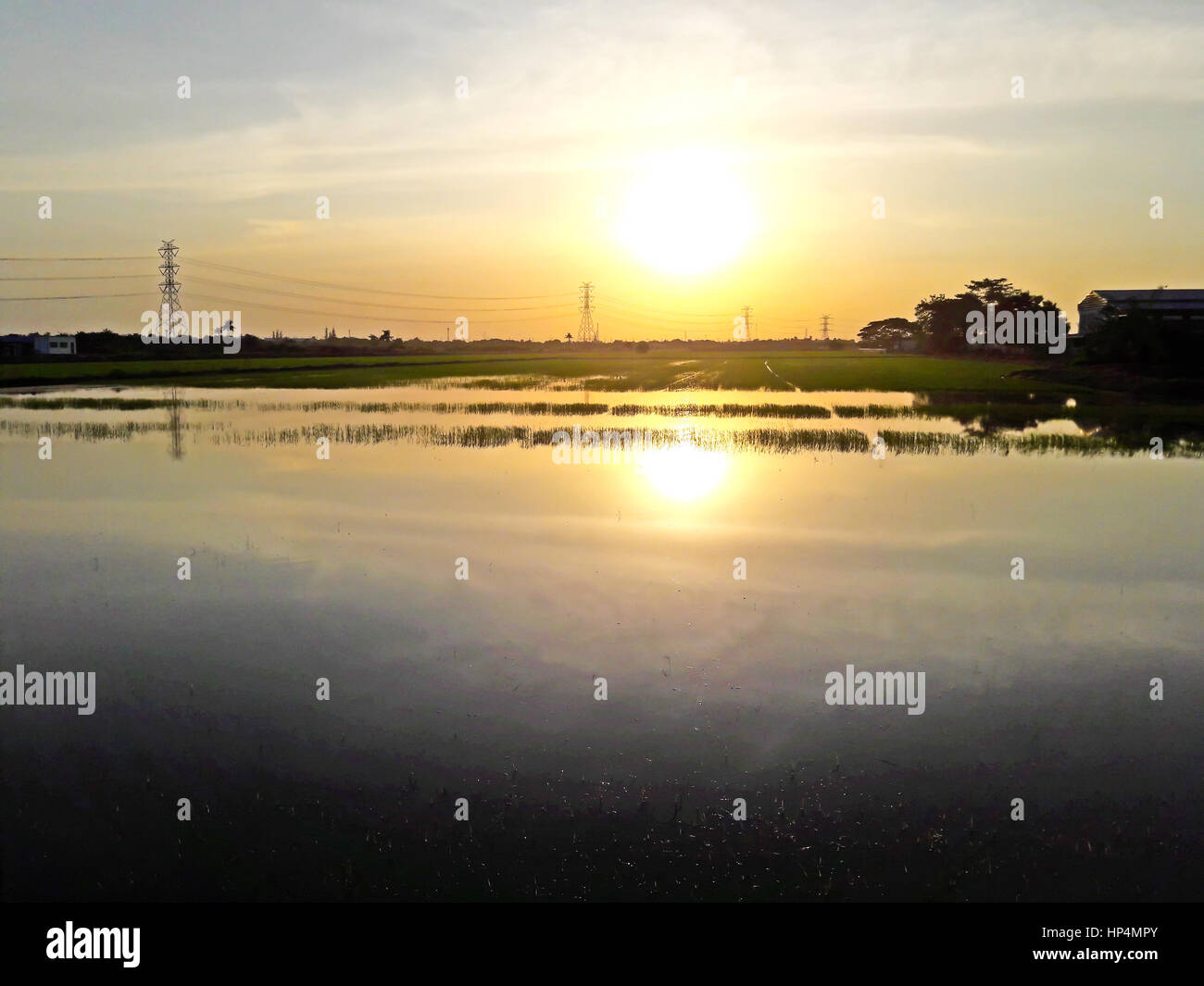 Rice field sunset Stock Photo - Alamy