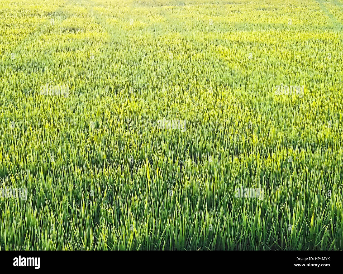 Paddy Rice Fields Stock Photo - Alamy