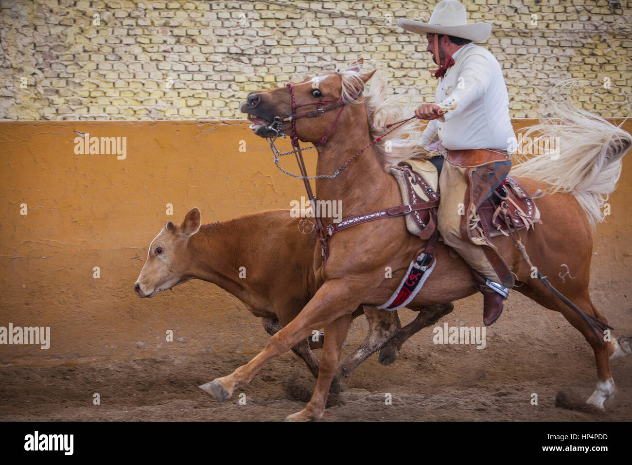 A charreada Mexican rodeo at the Lienzo Charro Zermeno, Guadalajara ...