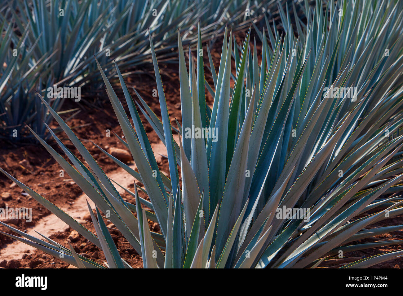 Mexico Agave Field Stock Photos & Mexico Agave Field Stock Images - Alamy