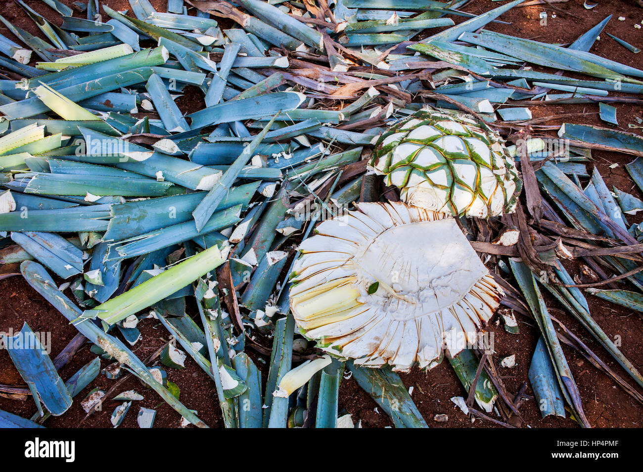 Harvesting Agave. Agave divided into two, plantation of blue Agave ...