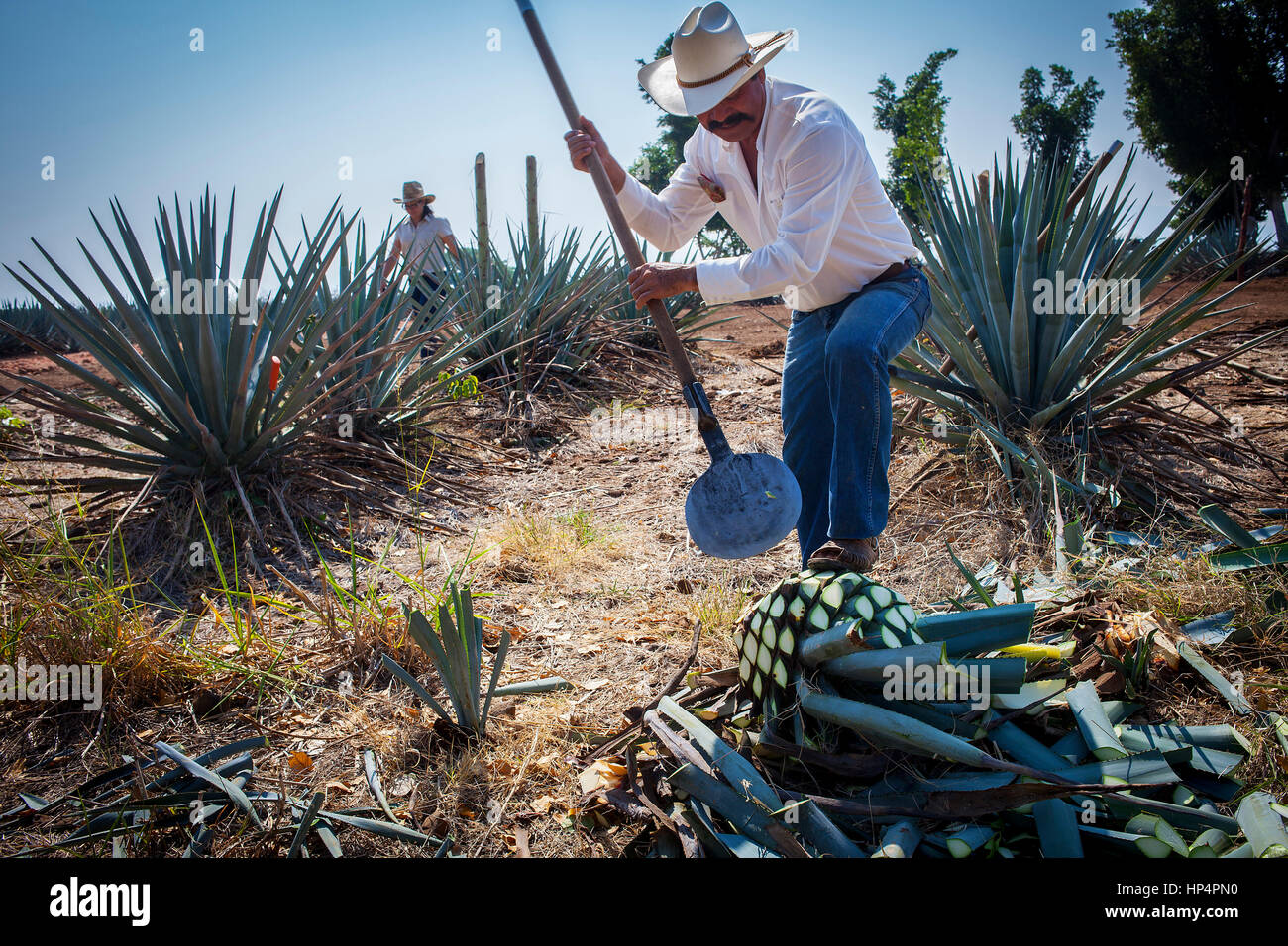 Blue Agave Plantation Stock Photos & Blue Agave Plantation Stock Images ...