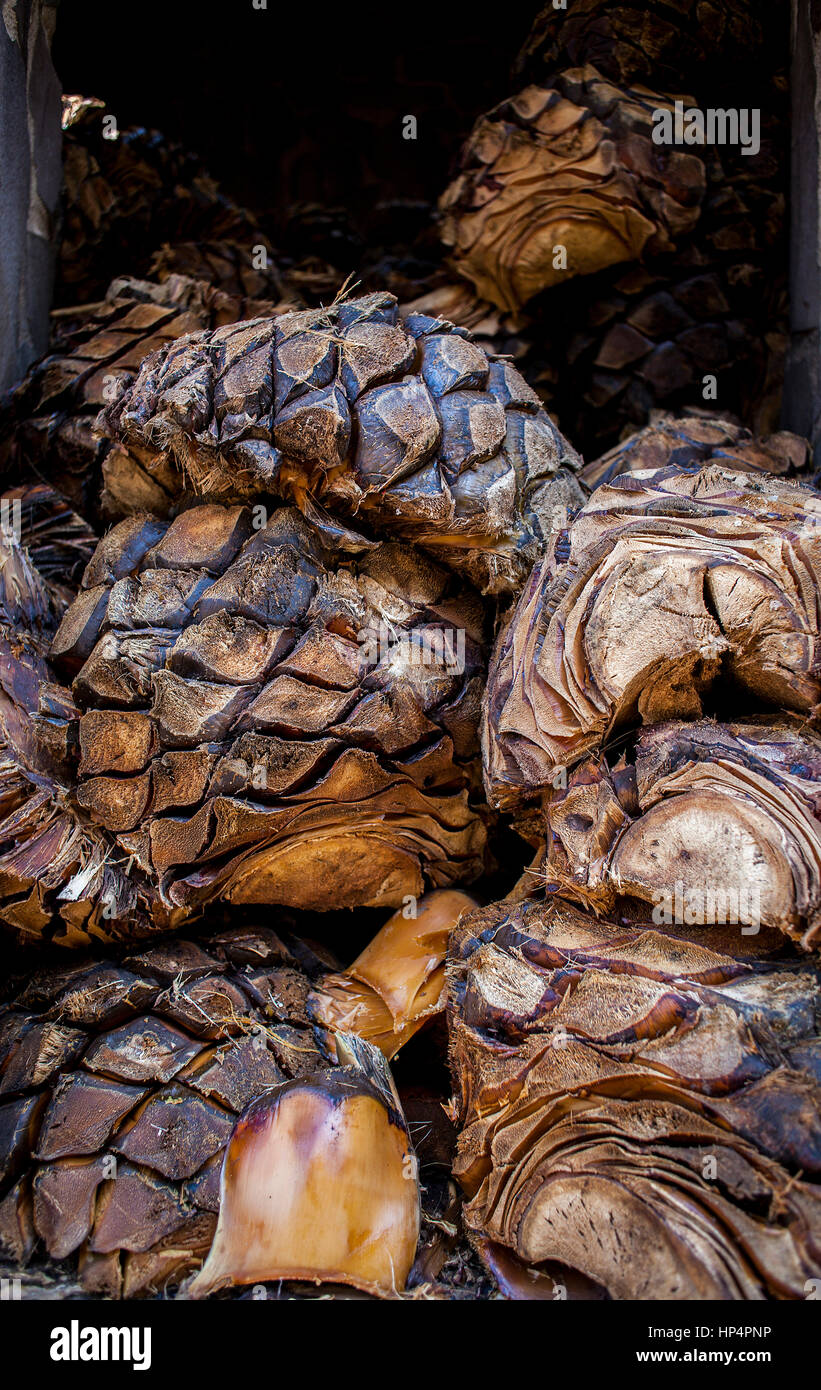 baked agave, oven for baking agave, Jose cuervo tequila distillery ...