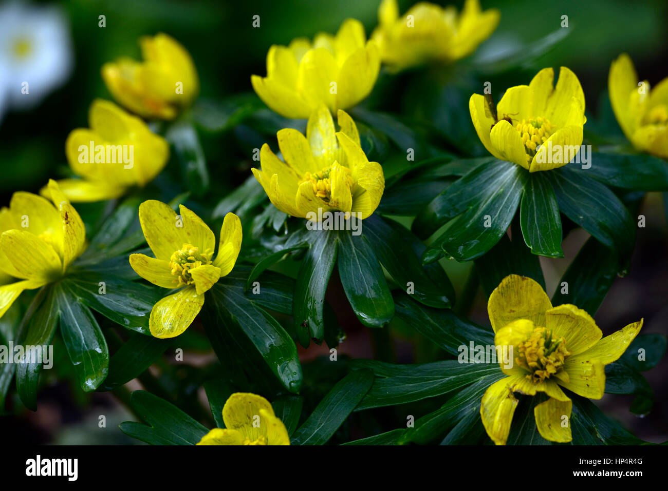 eranthis hyemalis, yellow, spring, flower, flowers, flowering, Garden ...