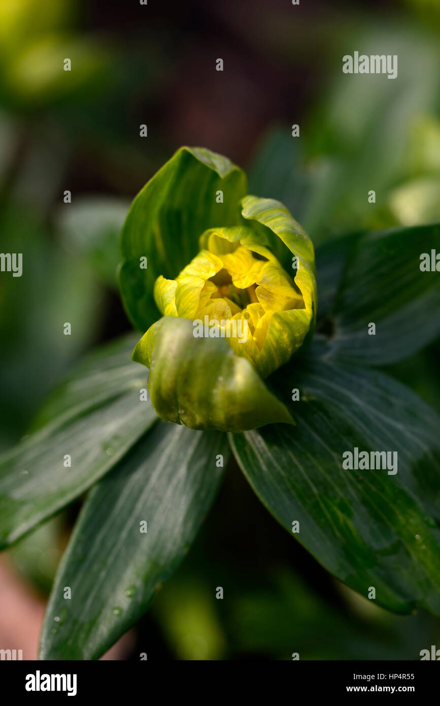 Yellow aconite hi-res stock photography and images - Alamy
