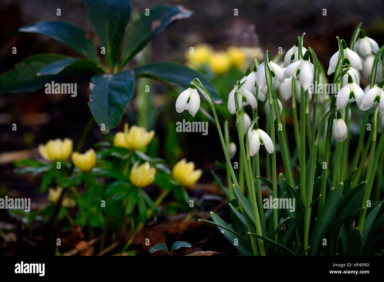 Galanthus greatorex double snowdrop hi-res stock photography and images ...