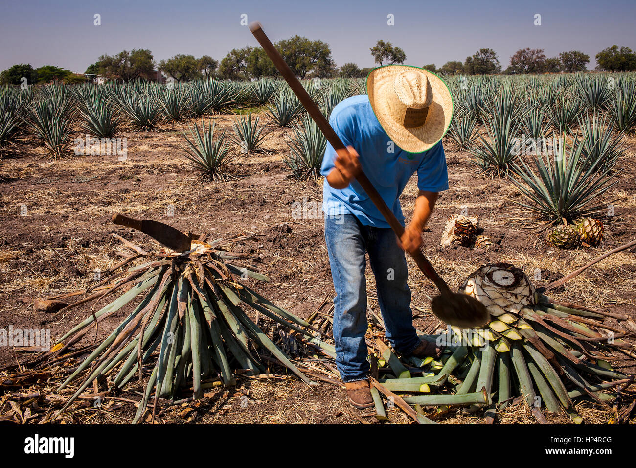 Jimador, jimando, Harvesting Agave (Jima).plantation of blue Agave in ...