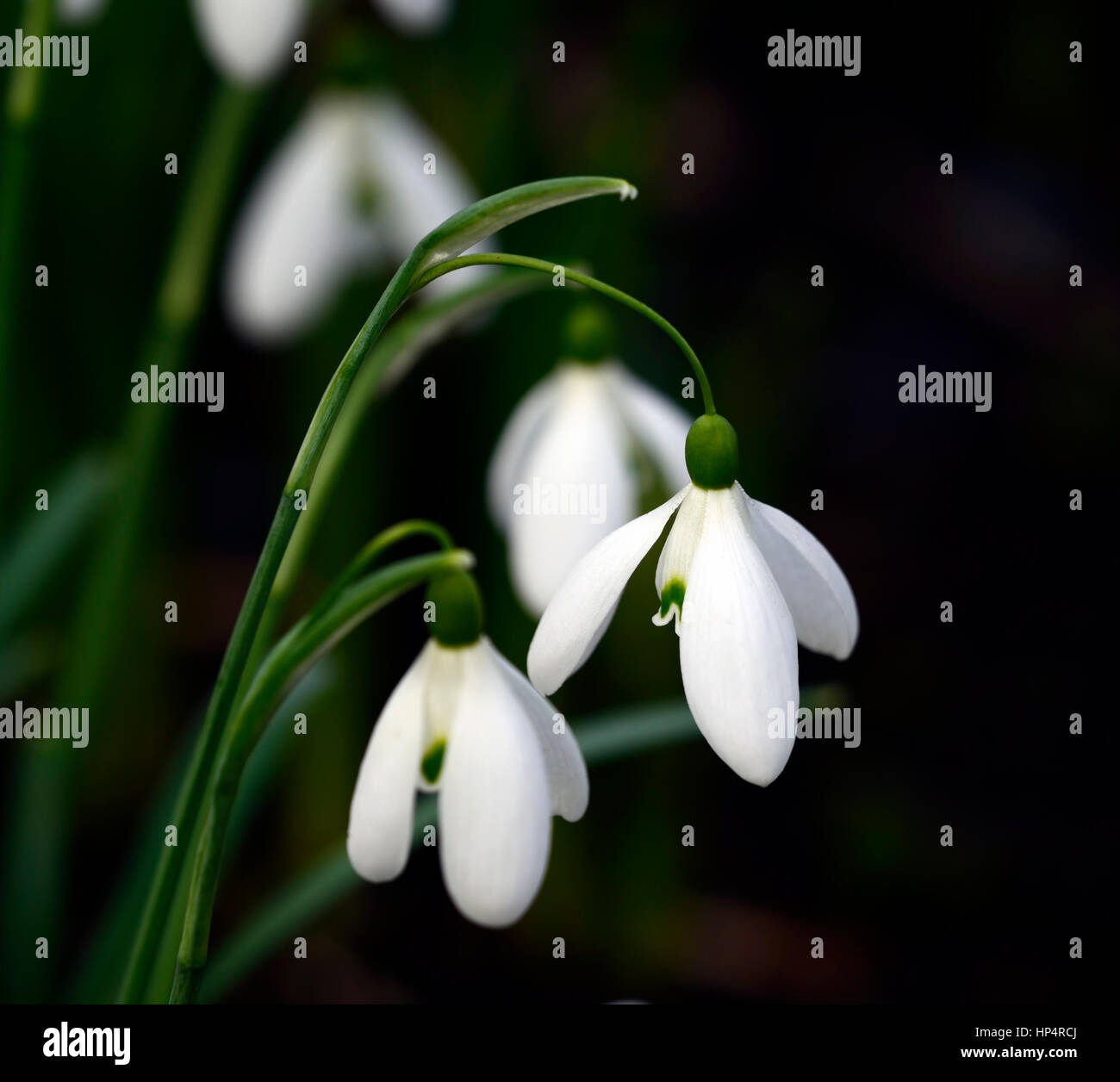 Galanthus magnet, snowdrop, snowdrops, spring, flower, flowers ...