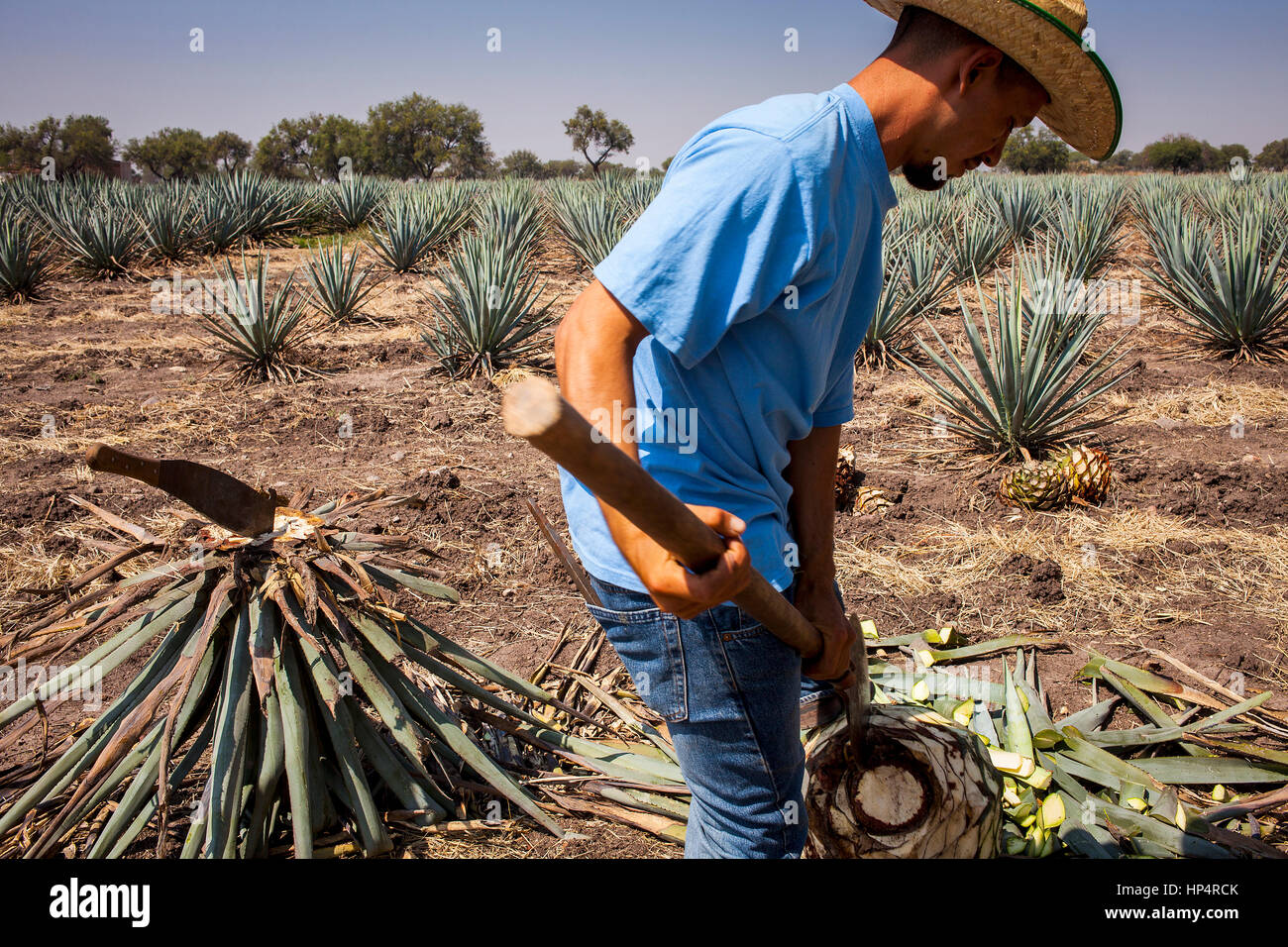 Jimador, jimando, Harvesting Agave (Jima).plantation of blue Agave in ...