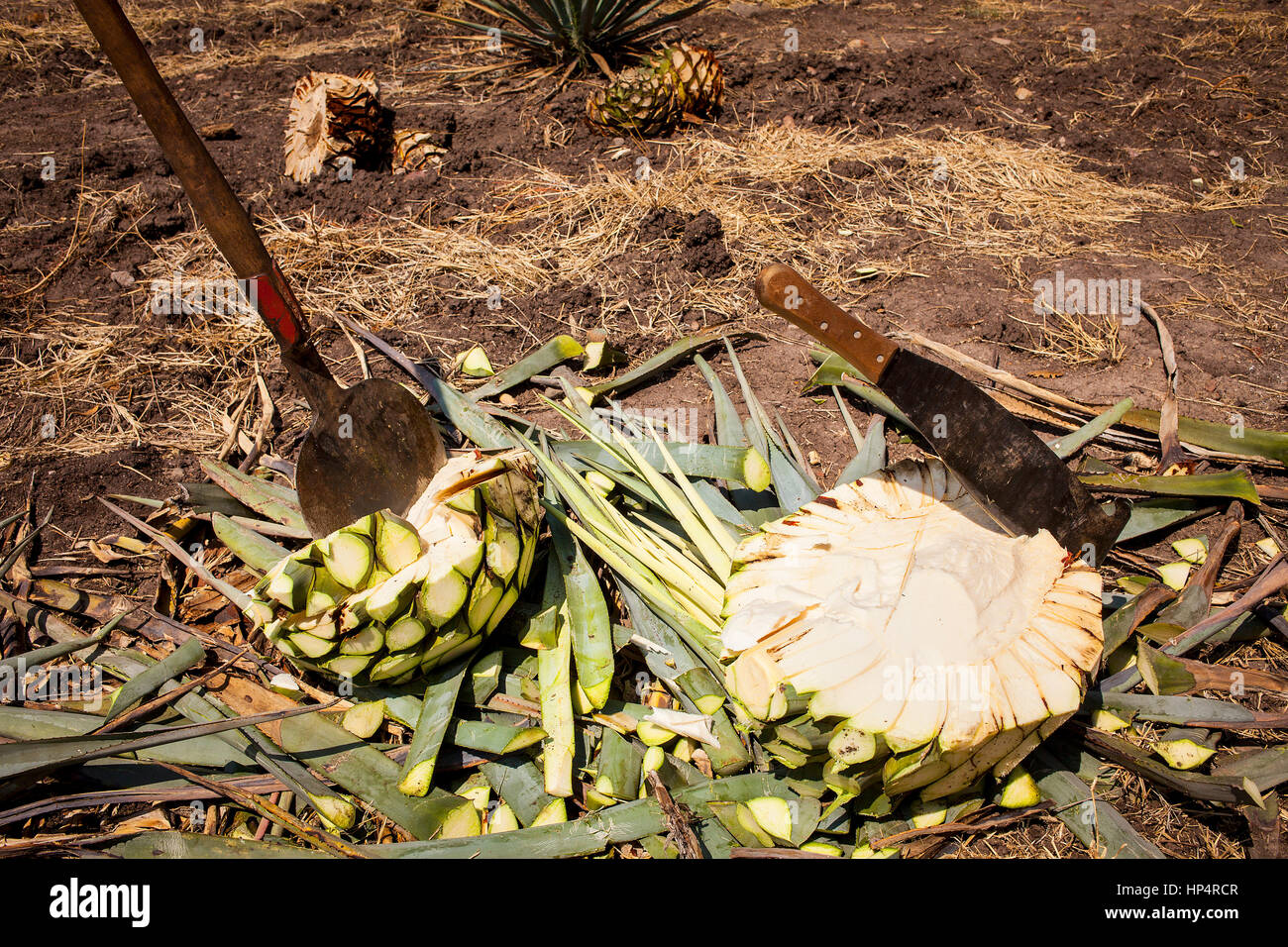 Harvesting Agave (Jima).plantation of blue Agave in Rancho `El Coyote ...