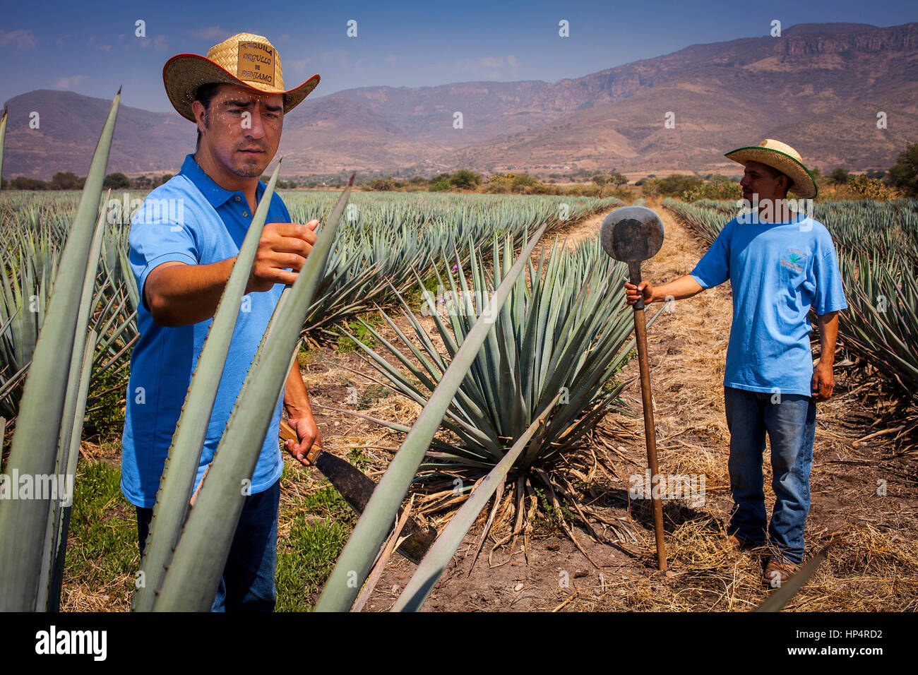 Jimador, jimando, Harvesting Agave (Jima).plantation of blue Agave in ...