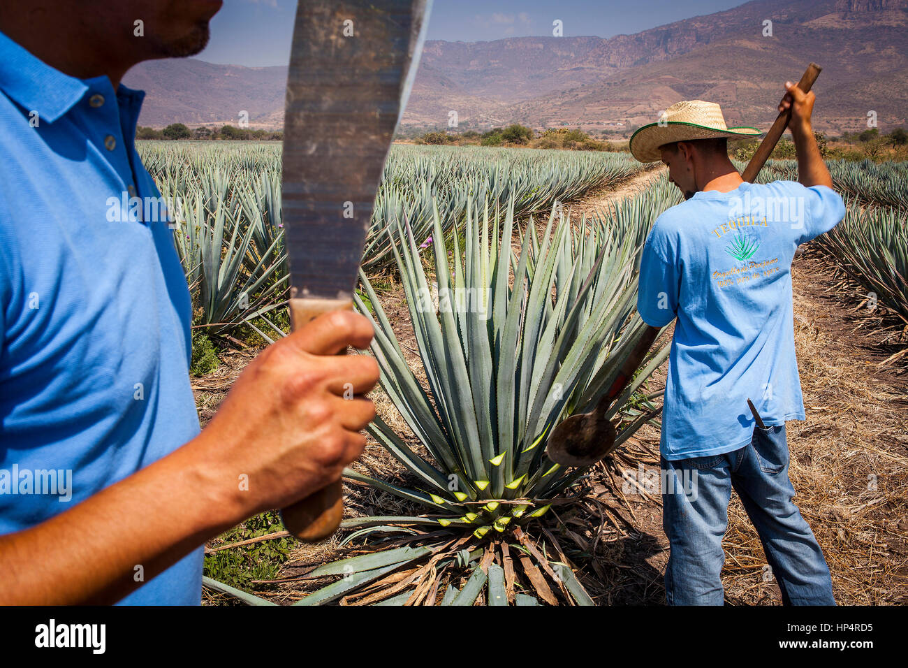 Jimador, jimando, Harvesting Agave (Jima).plantation of blue Agave in ...