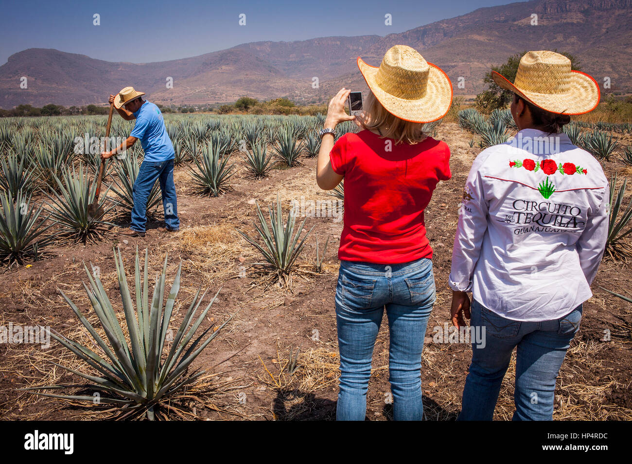 Jimador, jimando. Tourists watching the Harvesting of Agave (Jima ...