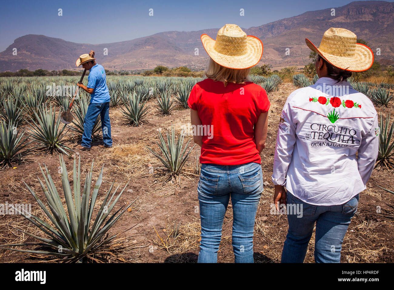 Jimador, jimando. Tourists watching the Harvesting of Agave (Jima ...