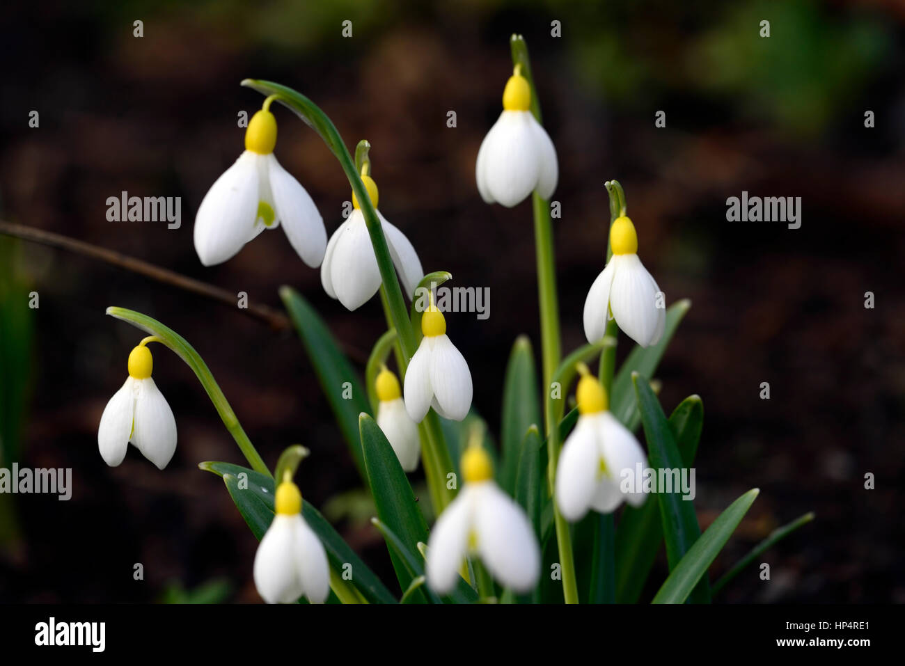 galanthus primrose warburg, yellow, snowdrop, snowdrops, spring, flower ...