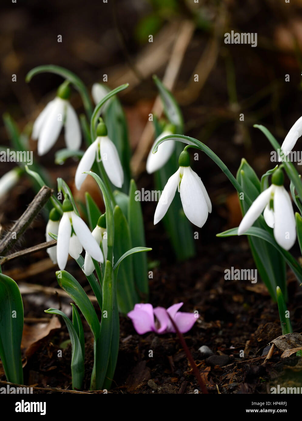Galanthus elwesii Sickle, snowdrops ,white, flowers ,green markings ...