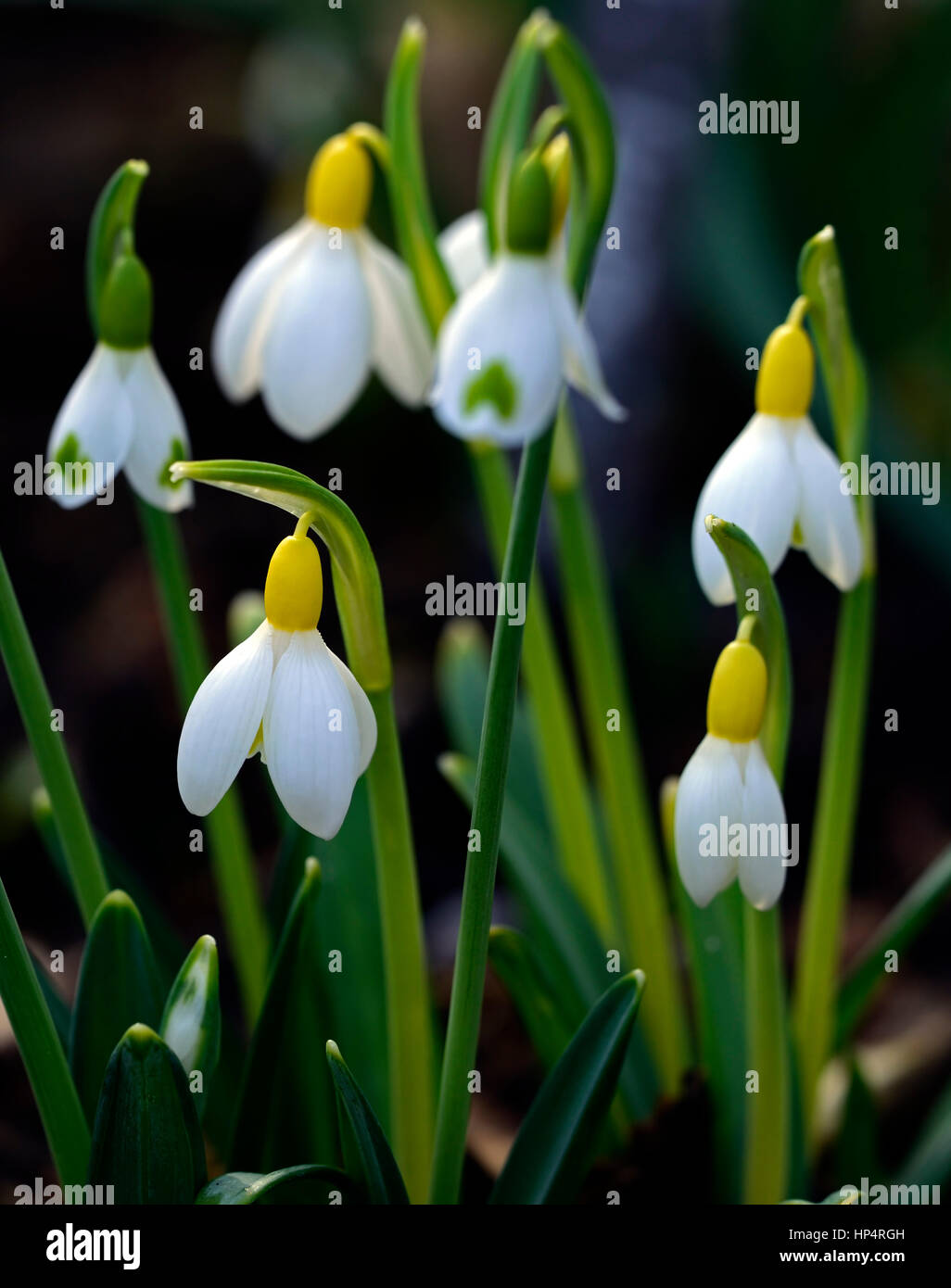 galanthus spindlestone surprise, yellow, galanthus trymlet, snowdrop ...