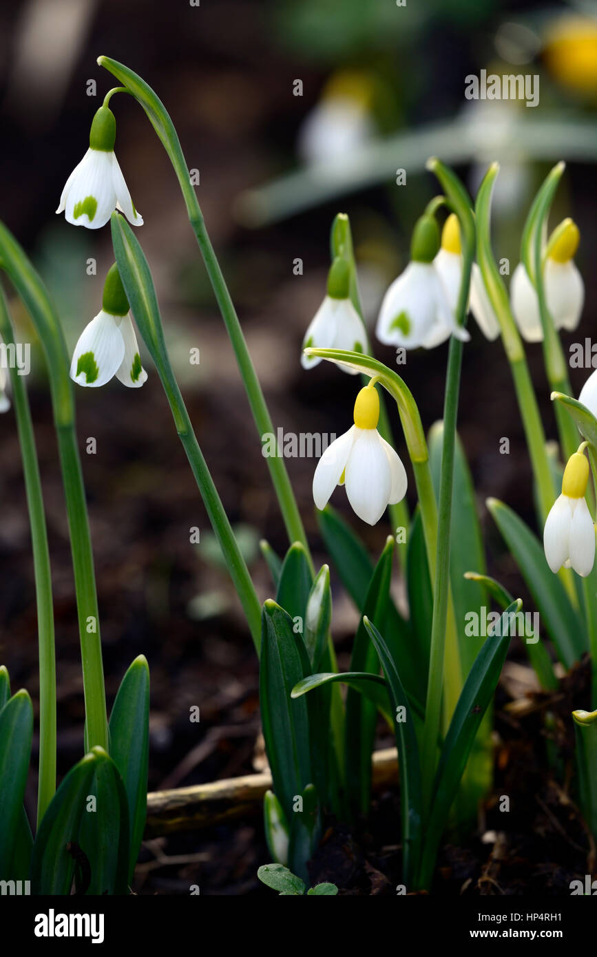 galanthus spindlestone surprise, yellow, galanthus trymlet, snowdrop ...