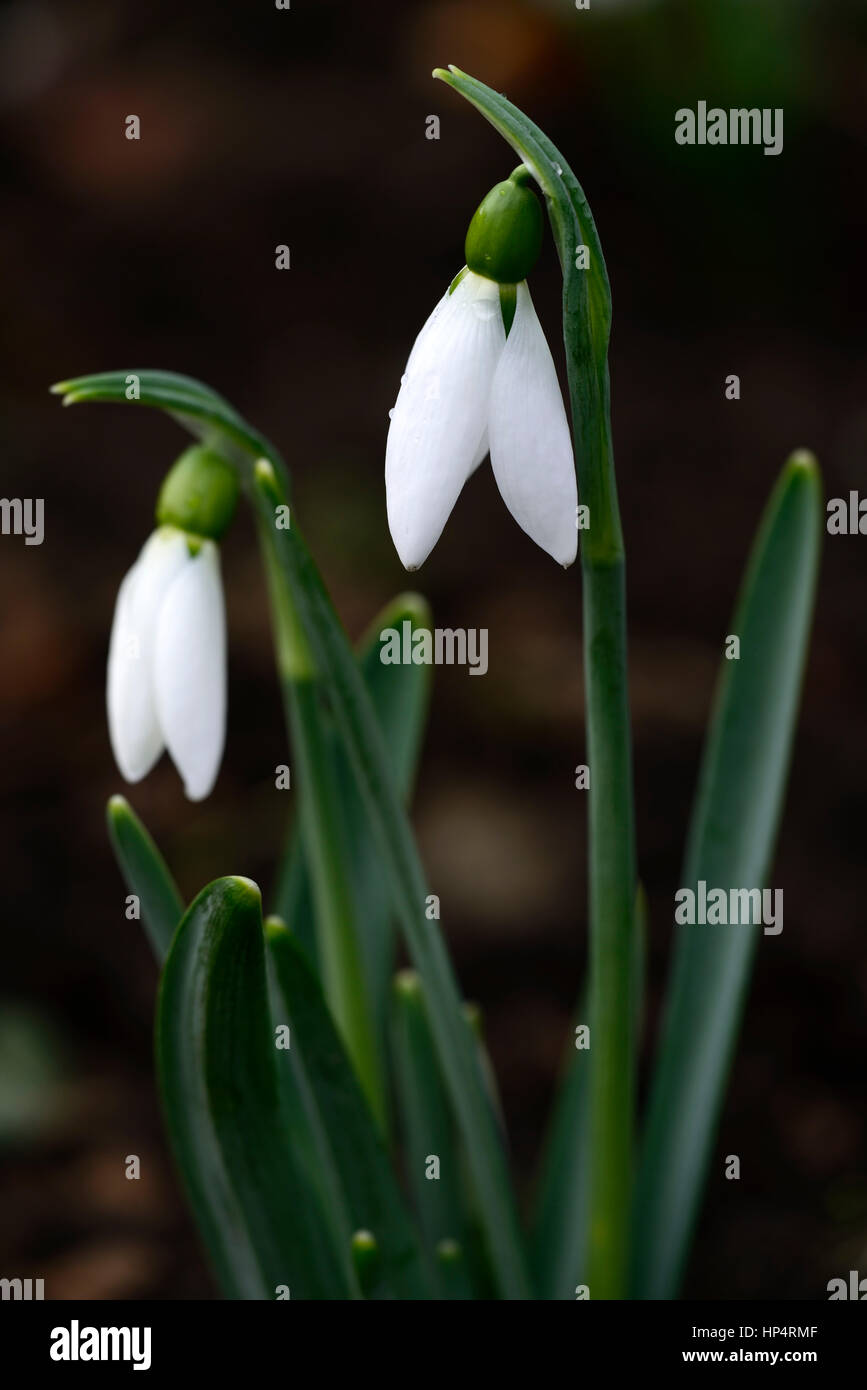 Galanthus whopper hi-res stock photography and images - Alamy