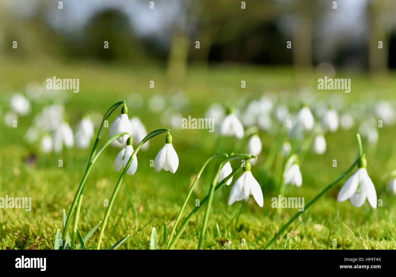Snowdrops woodland floor hi-res stock photography and images - Alamy