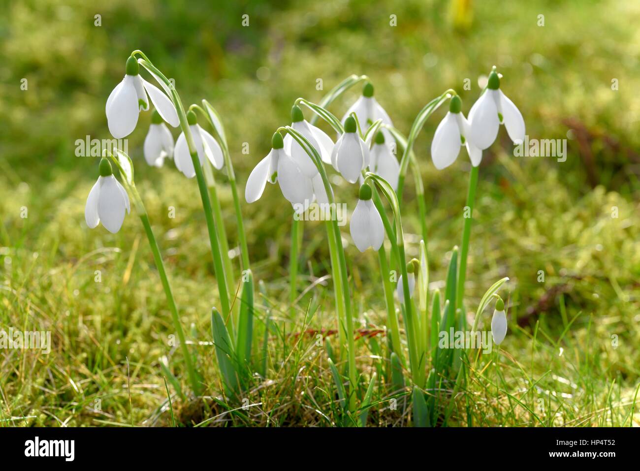 Group of common snowdrops hi-res stock photography and images - Alamy
