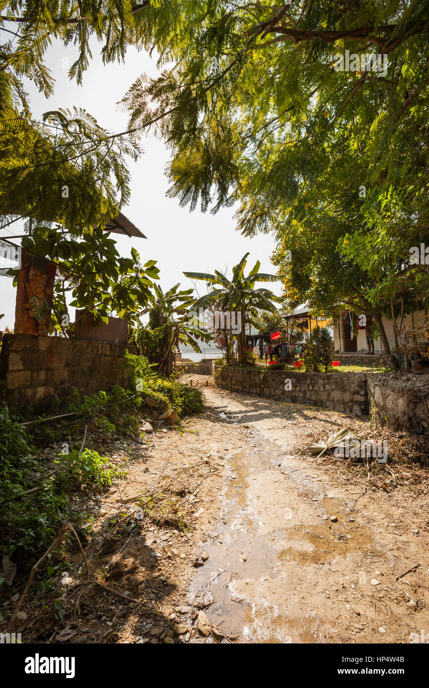 Path through bamboo and banana trees Stock Photo - Alamy