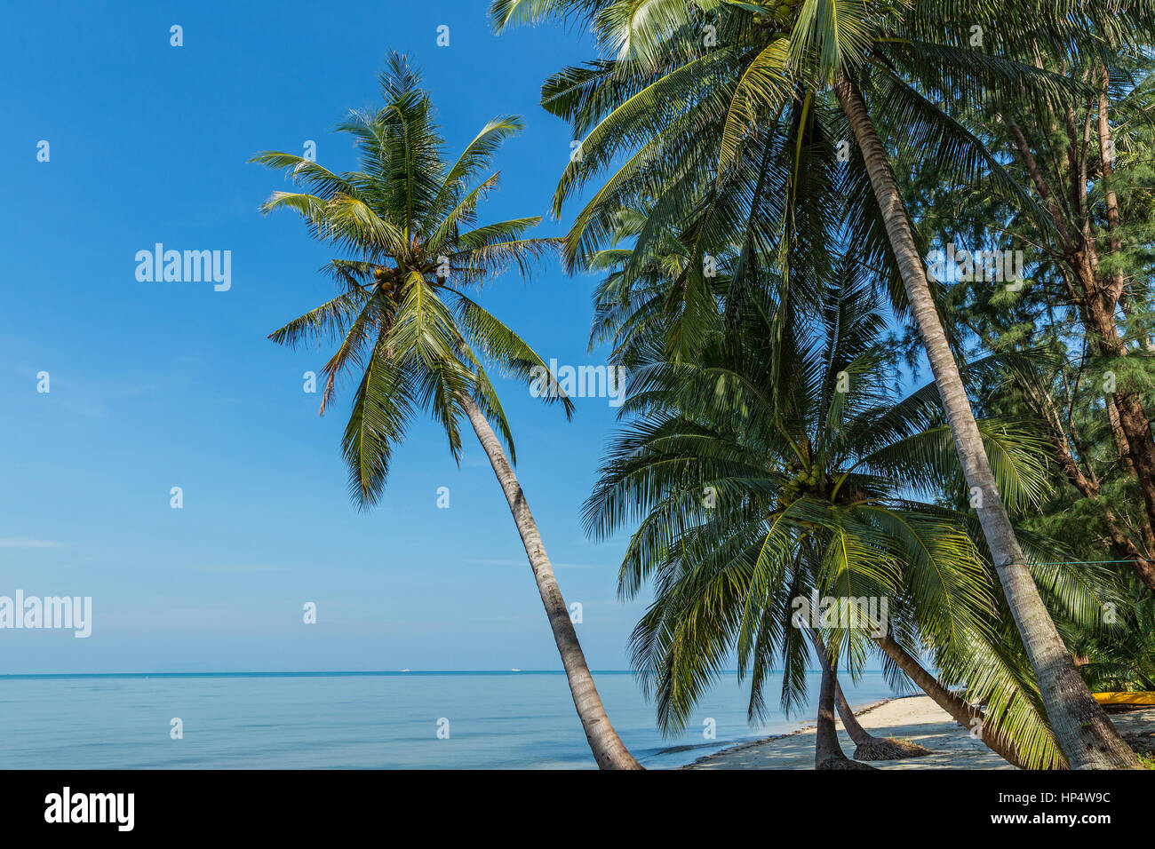 Empty beach and palm trees, Thailand, Samui Stock Photo - Alamy