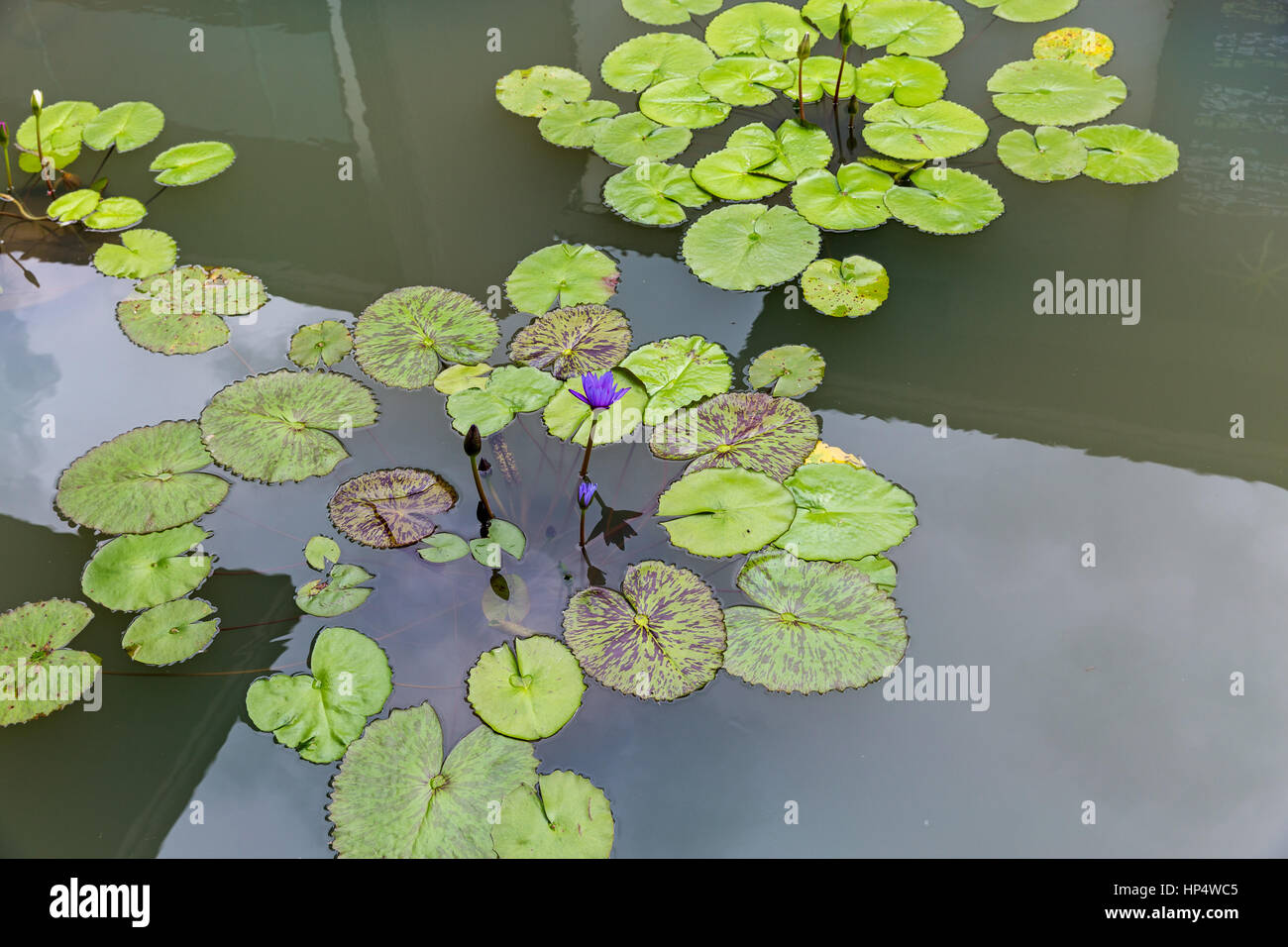 Blooming water lilies and water lilies in the pond Stock Photo - Alamy