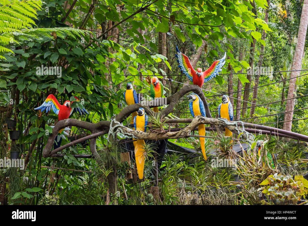 Green parrots in grass hi-res stock photography and images - Alamy