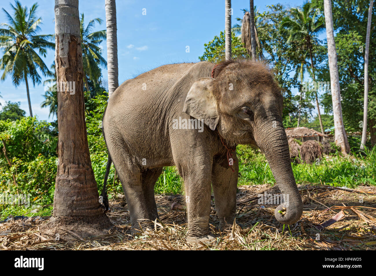 Baby elephant stands near a palm tree and eats Stock Photo - Alamy