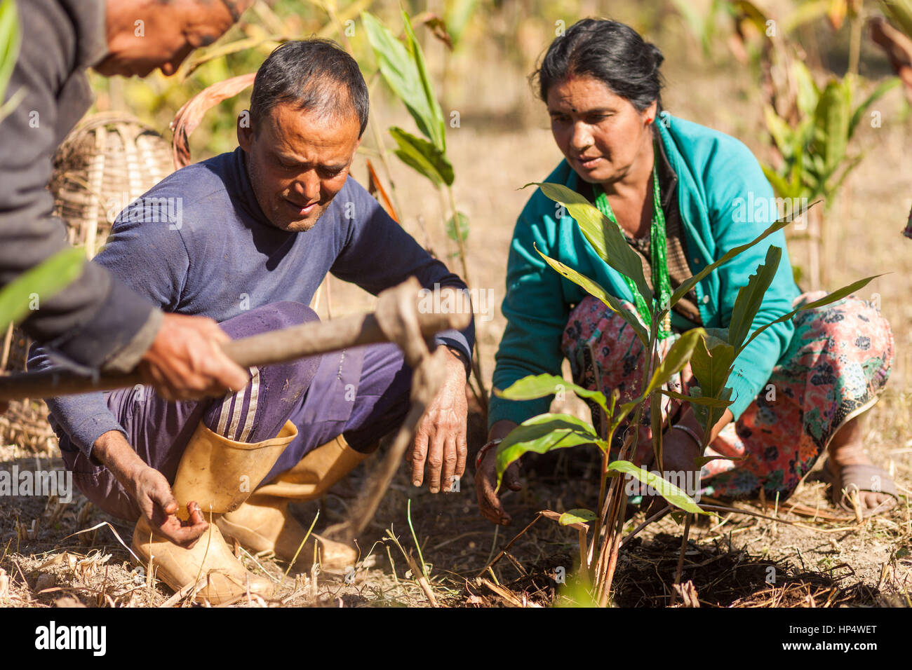 A Nepali family farms black cardamom (Amomum subulatum) plants in the ...