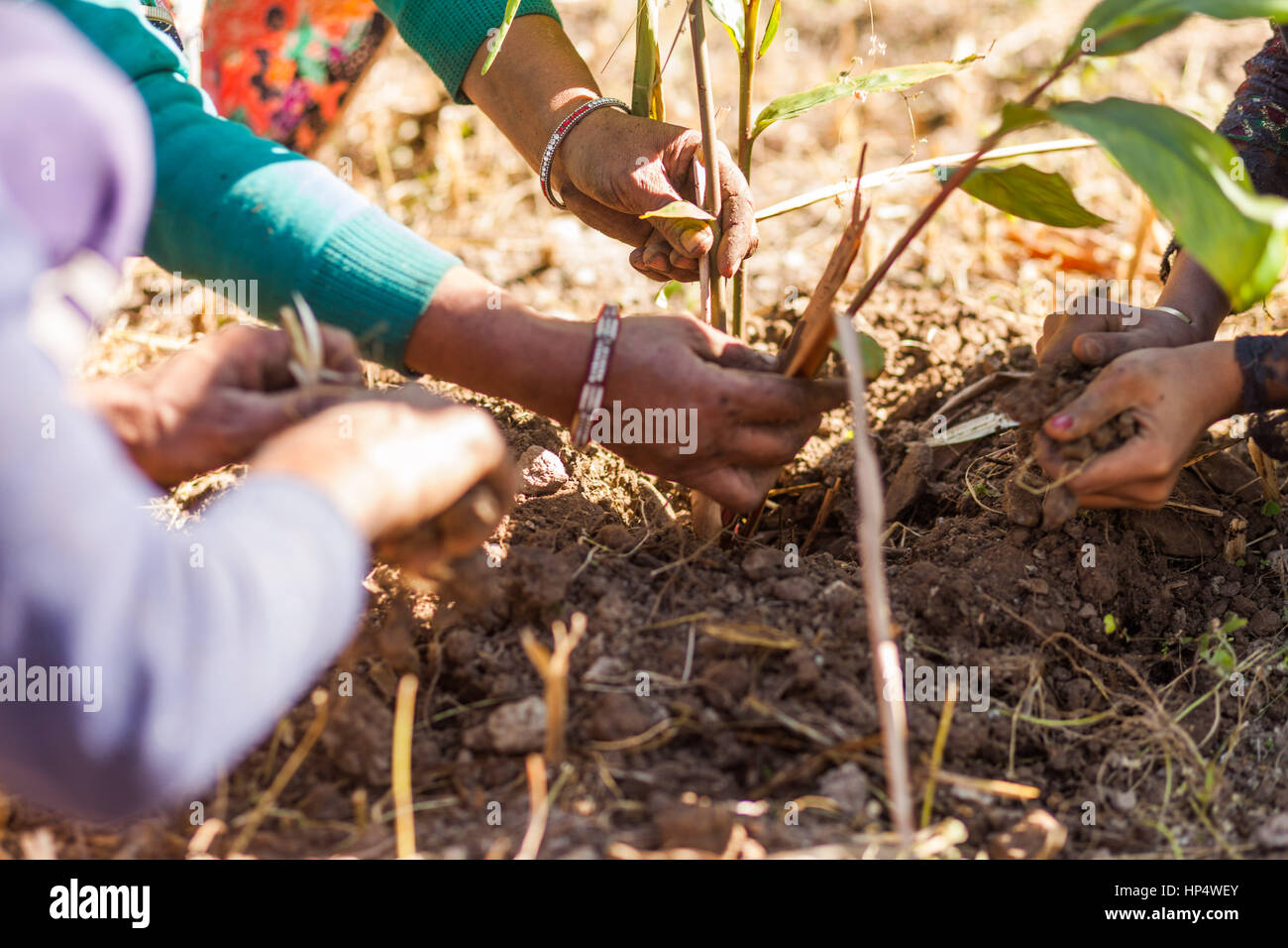 Planting cardamom. A Nepali family farms black cardamom (Amomum ...