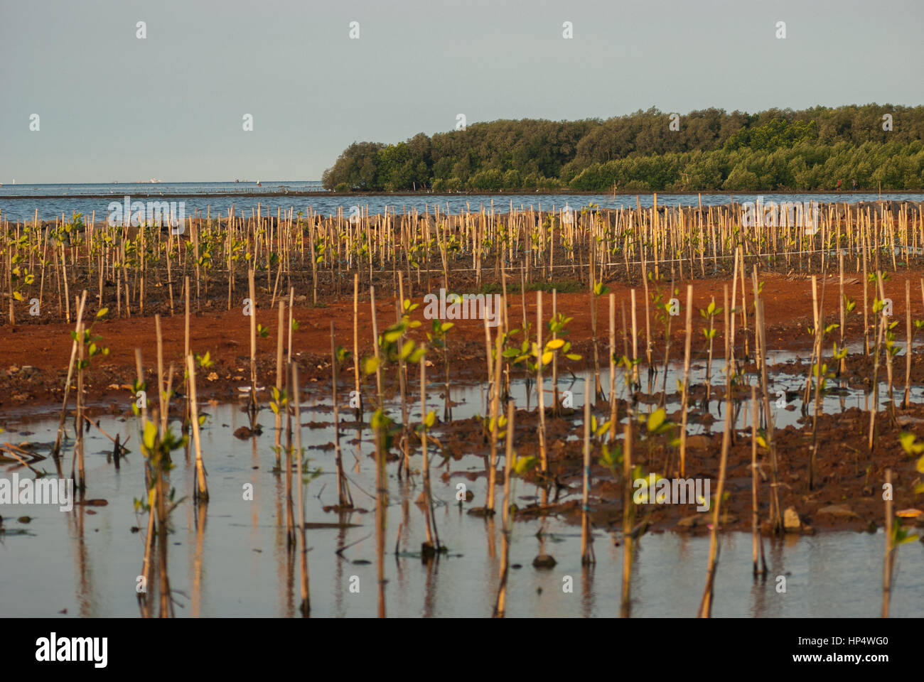 Mangrove planting hi-res stock photography and images - Alamy