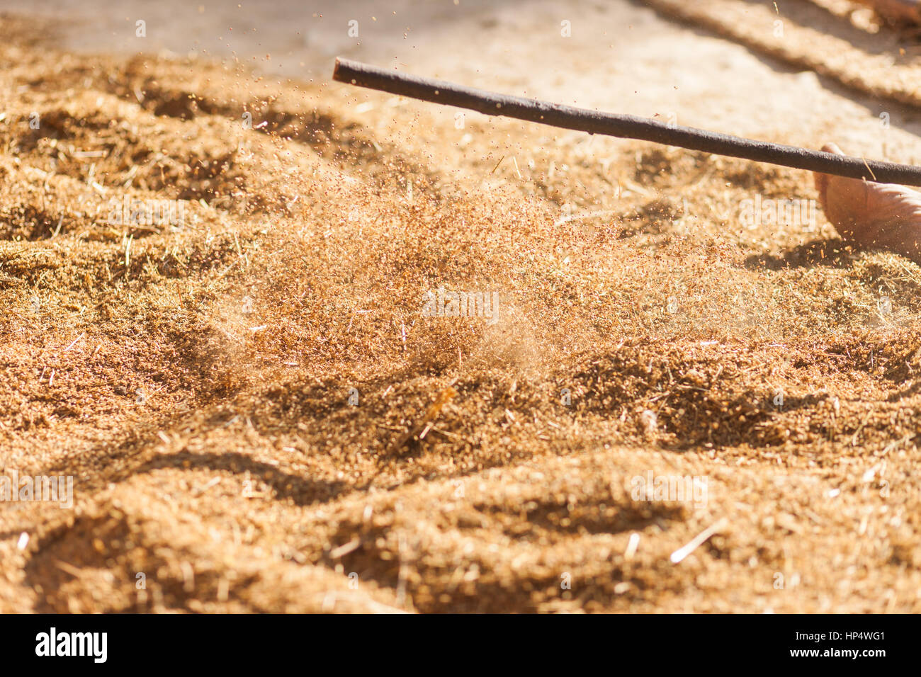 Traditional harvesting threshing grain harvest hi-res stock photography ...