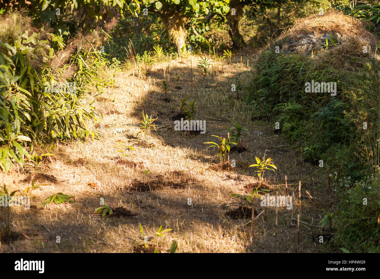 black cardamom (Amomum subulatum) plants at a traditional farm, Nepal ...
