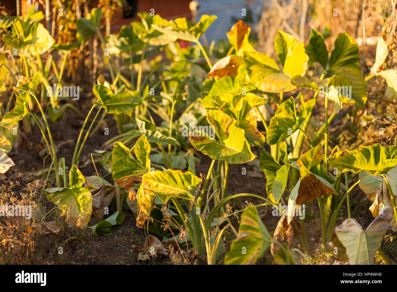 Green plants on traditional farm, Nepal Stock Photo - Alamy