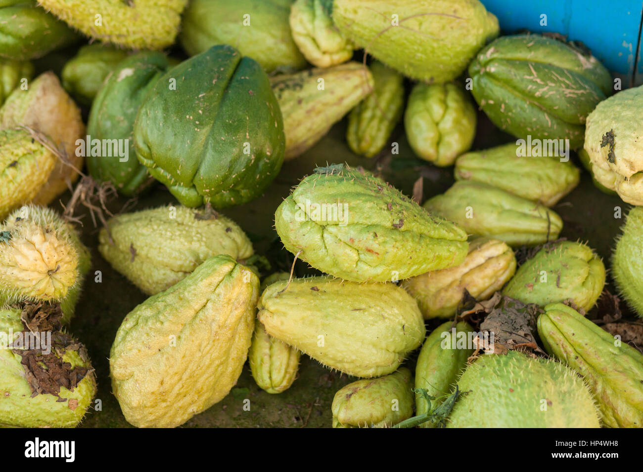 Chayote Sechium Edule High Resolution Stock Photography and Images - Alamy