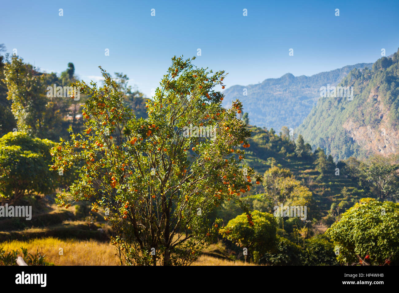 Orange (Citrus × sinensis) tree in the Himalayan foothills, Taplejung ...