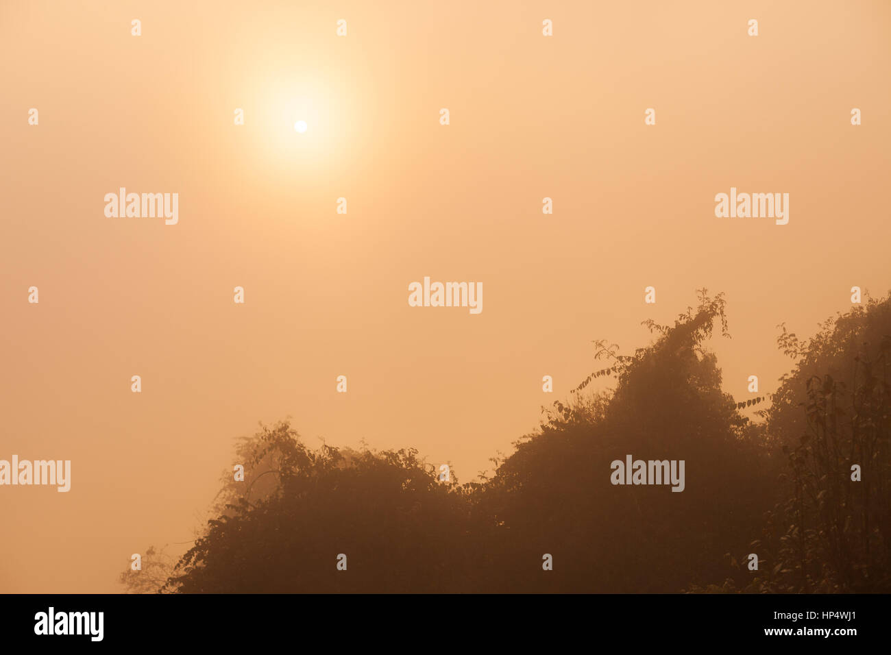 Morning sun through fog with bushes, eastern Nepal Stock Photo - Alamy