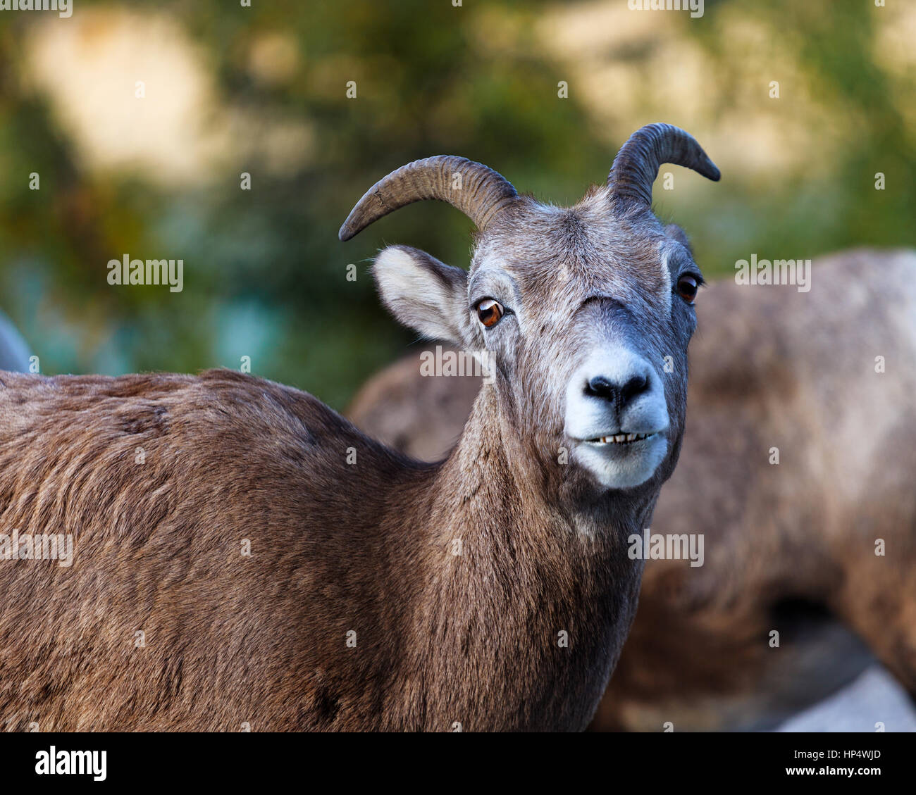 Goat in Banff, Alberta Stock Photo - Alamy