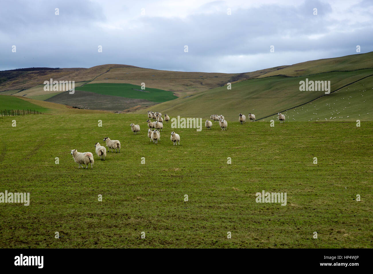 Wary sheep hi-res stock photography and images - Alamy