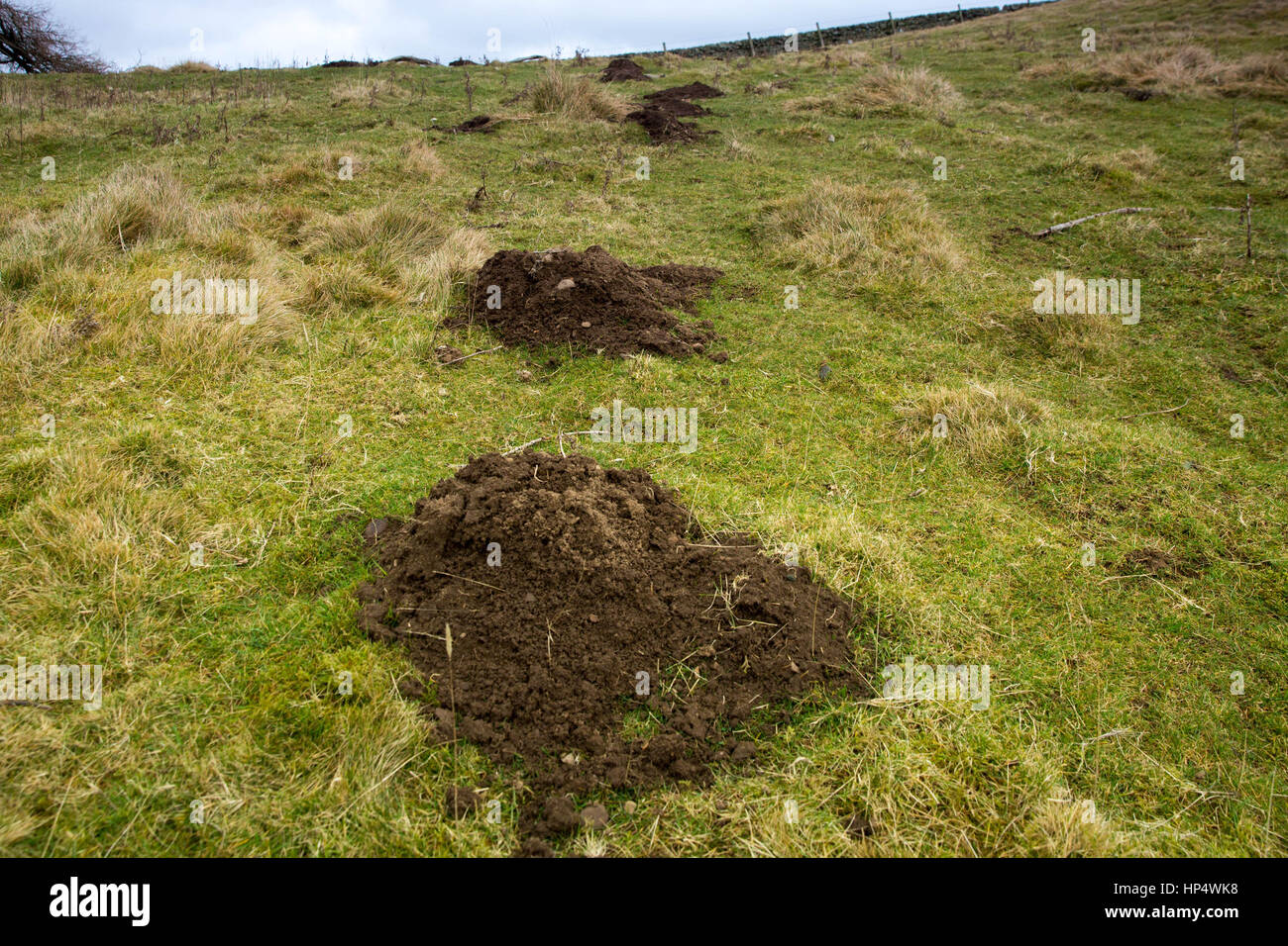 Mountain molehill hi-res stock photography and images - Alamy