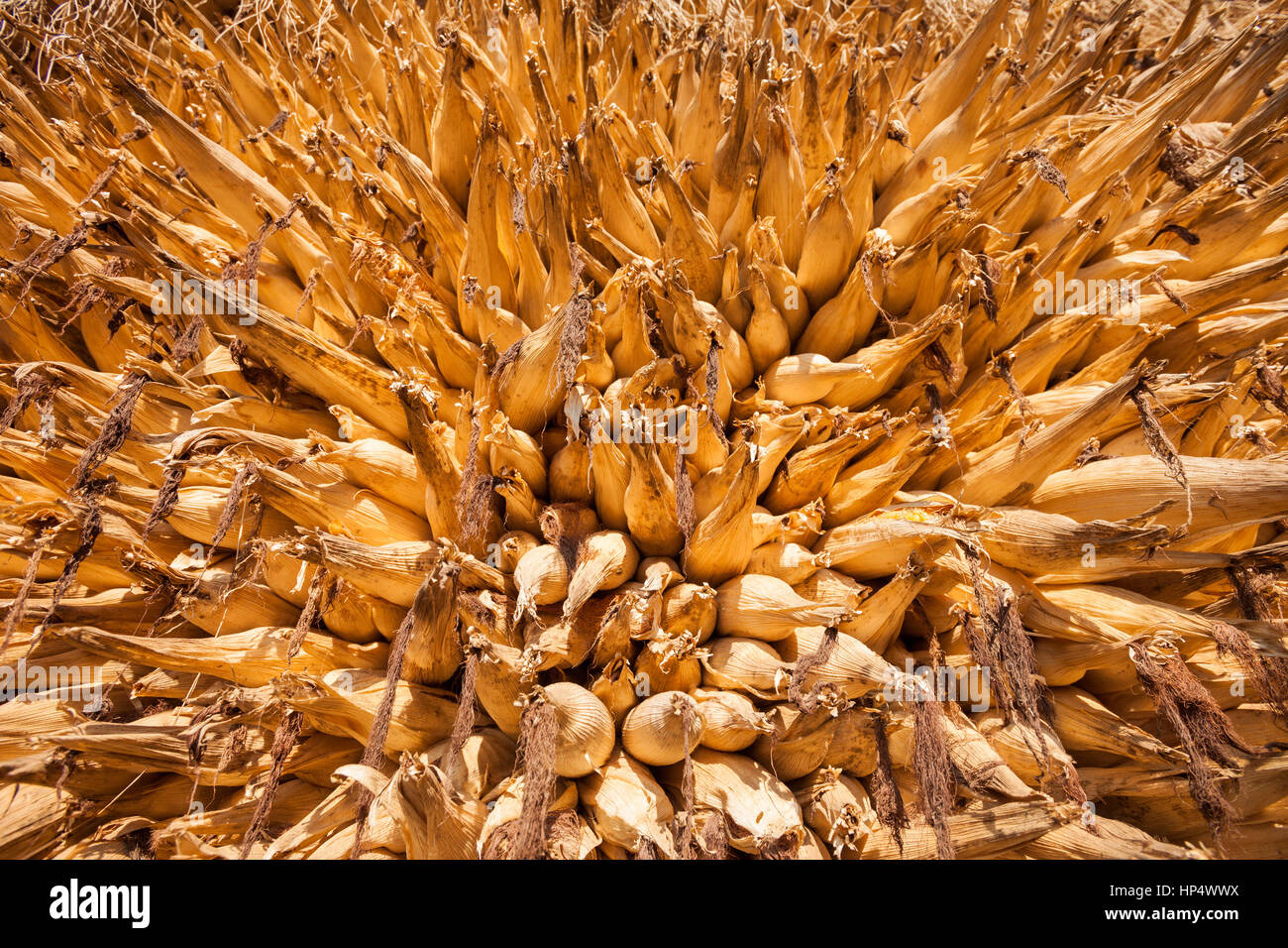 Ears of maize drying in the sun, rural Nepal Stock Photo - Alamy