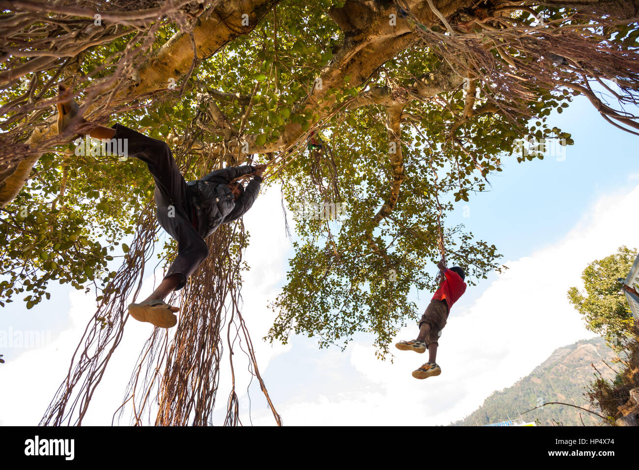 Boys swing from vines hanging from a tree near the edge of Phewa (Fewa ...
