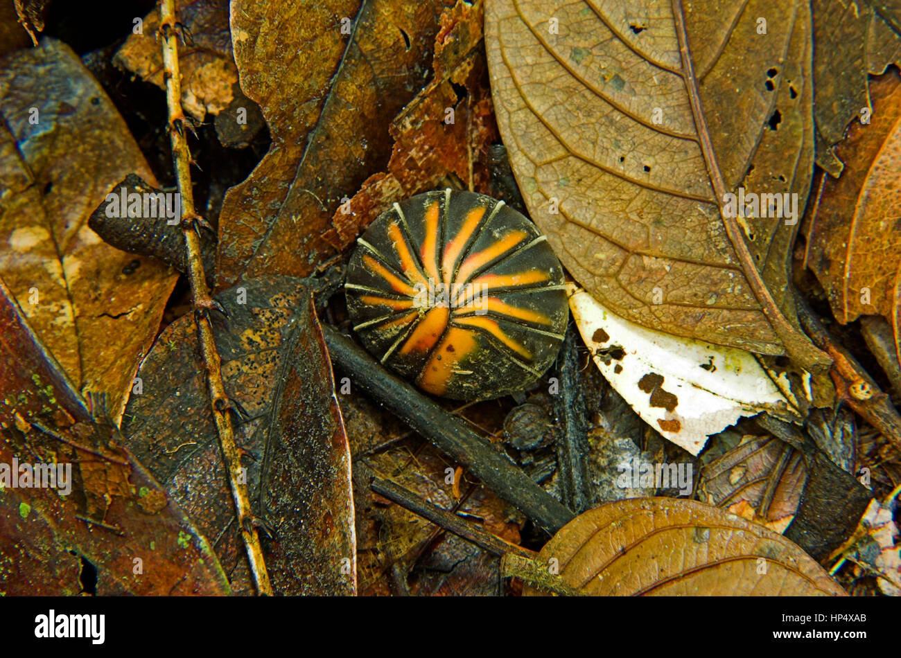 bornean spiral insect Stock Photo - Alamy