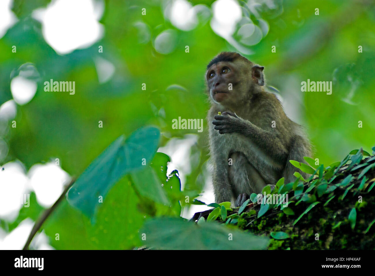 Long tailed macaque (Macaca fascicularis) on branch. Beatiful ...