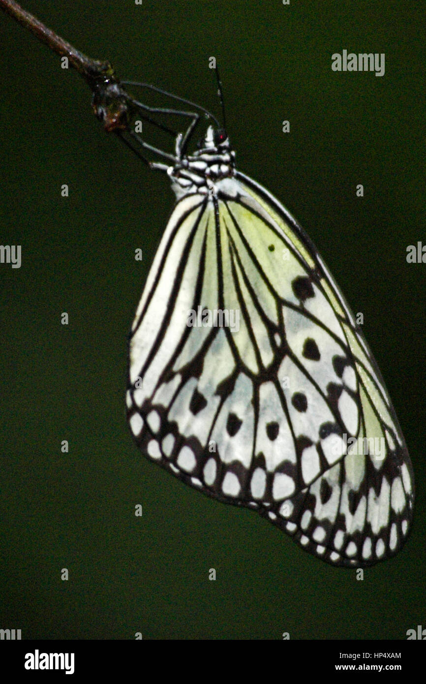 Bornean insect hi-res stock photography and images - Alamy