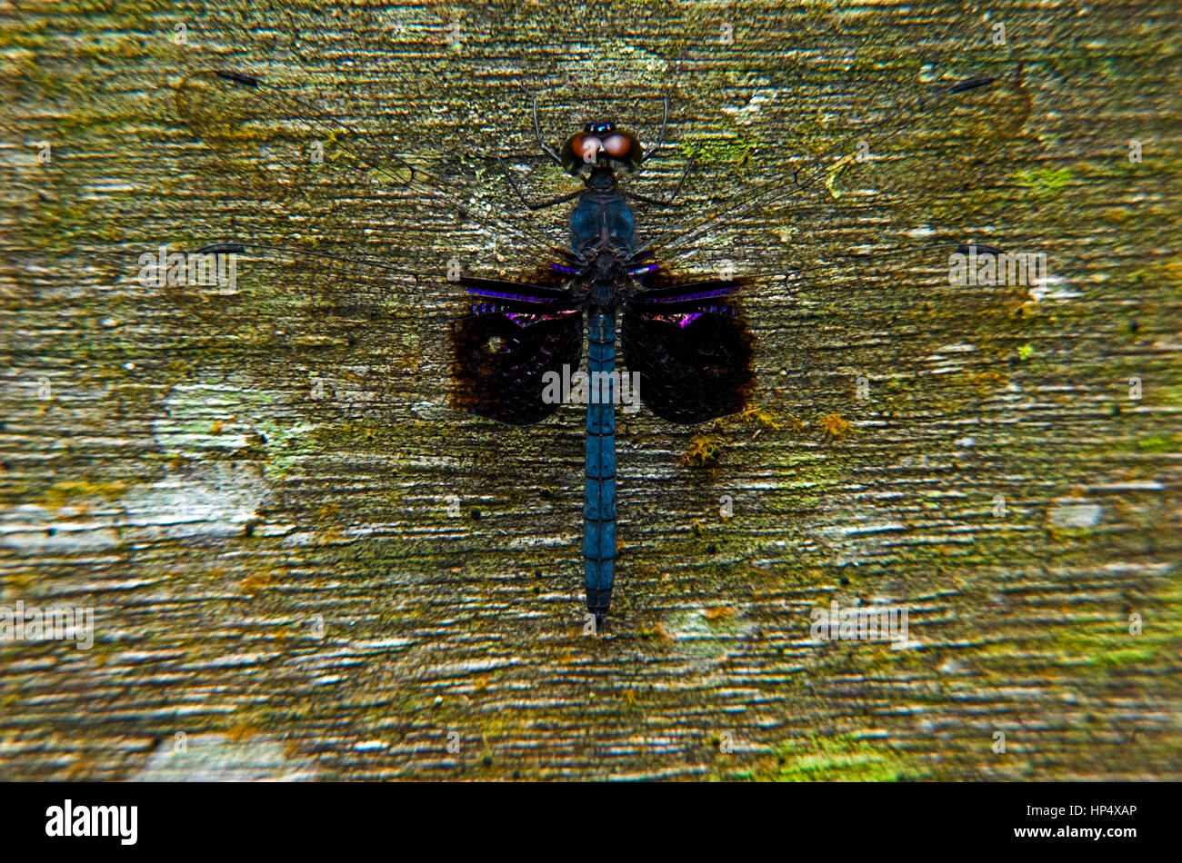 Bornean Insect High Resolution Stock Photography and Images - Alamy